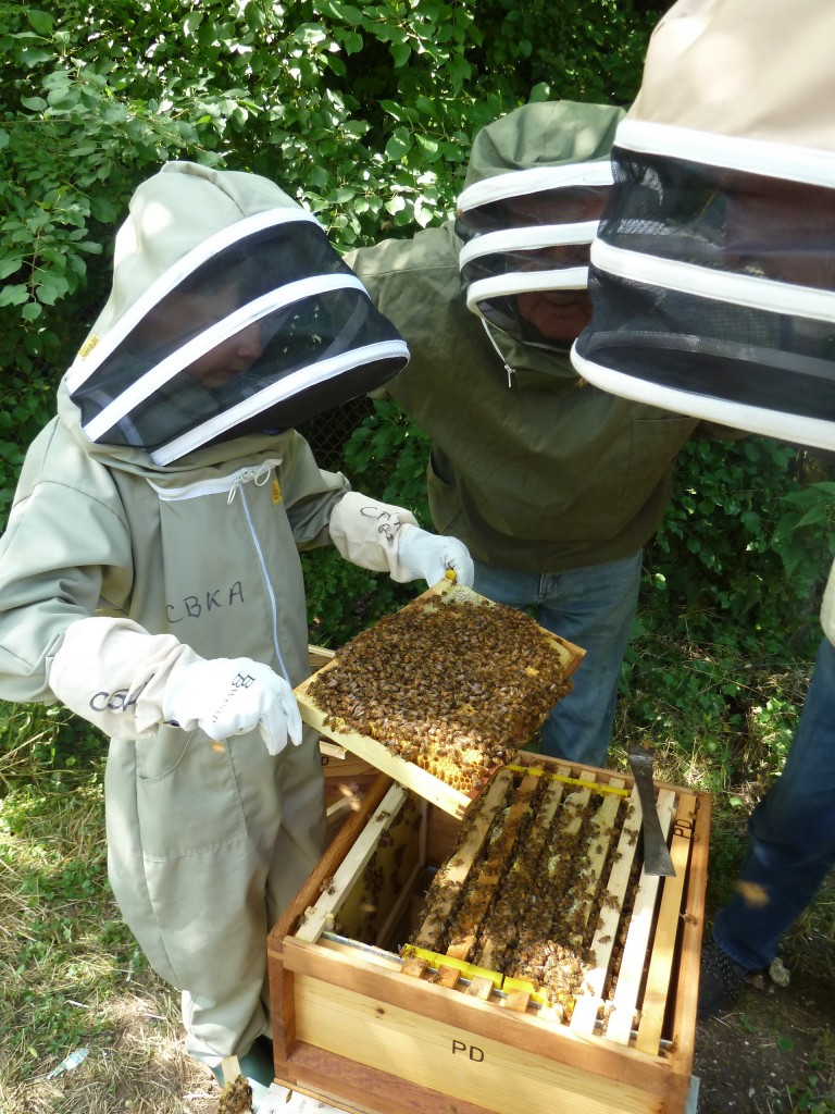 About us – Croydon Beekeepers Association